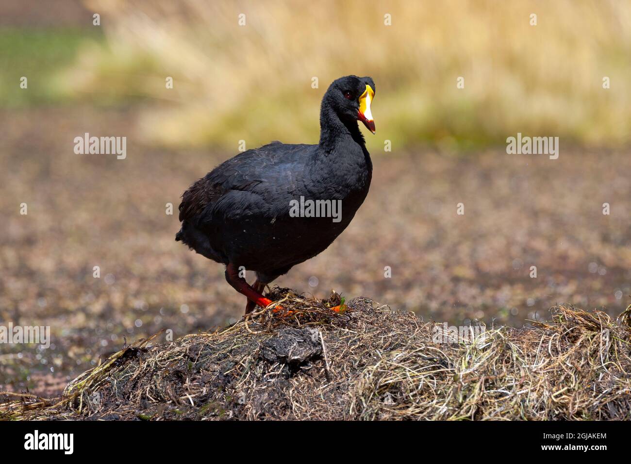 Chile, Machuca, giant coot, Fulica gigantea. A giant coot stands on its ...