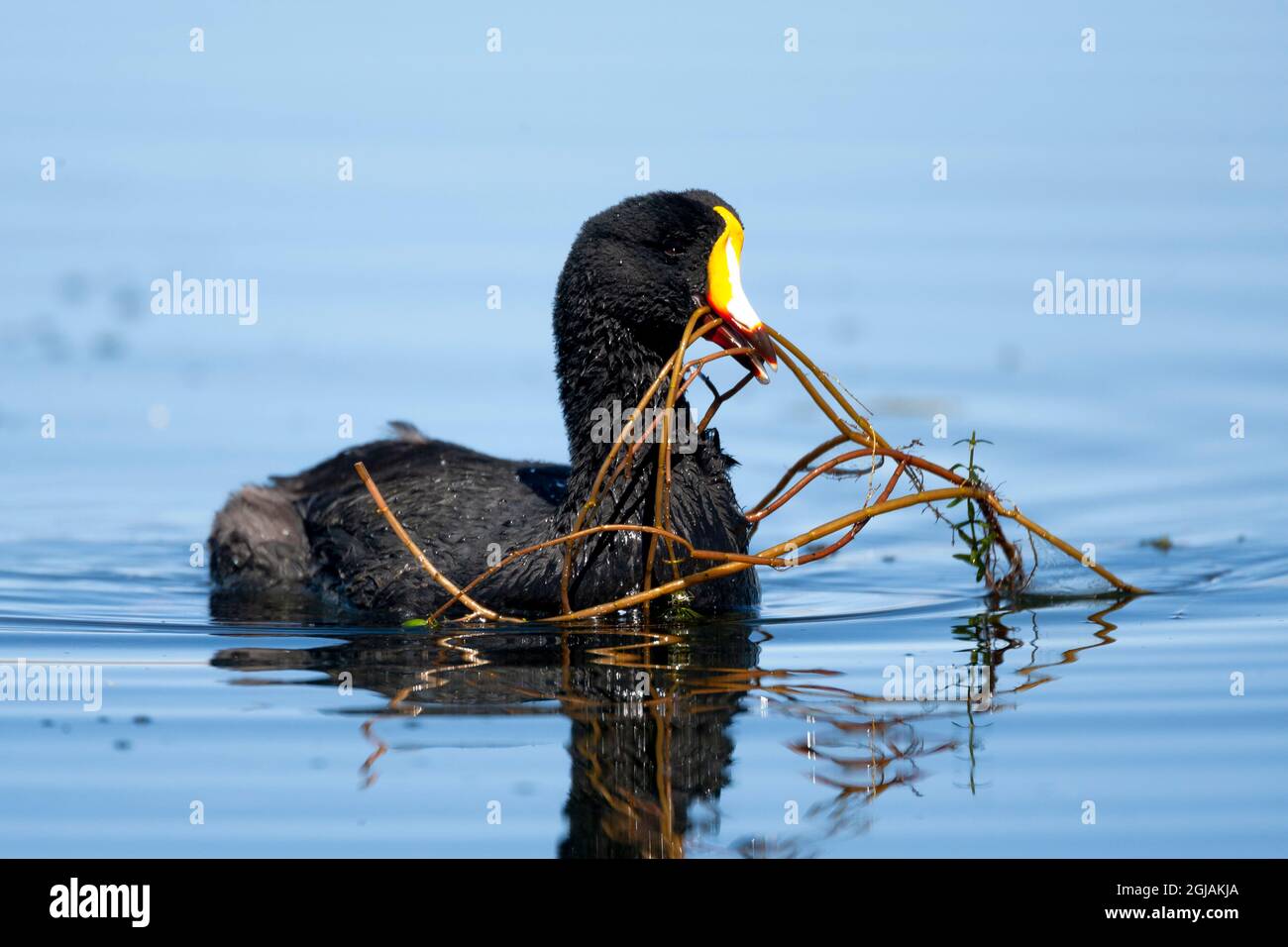 Chile, Putre, Lauca National Park, giant coot, Fulica gigantea. A giant ...