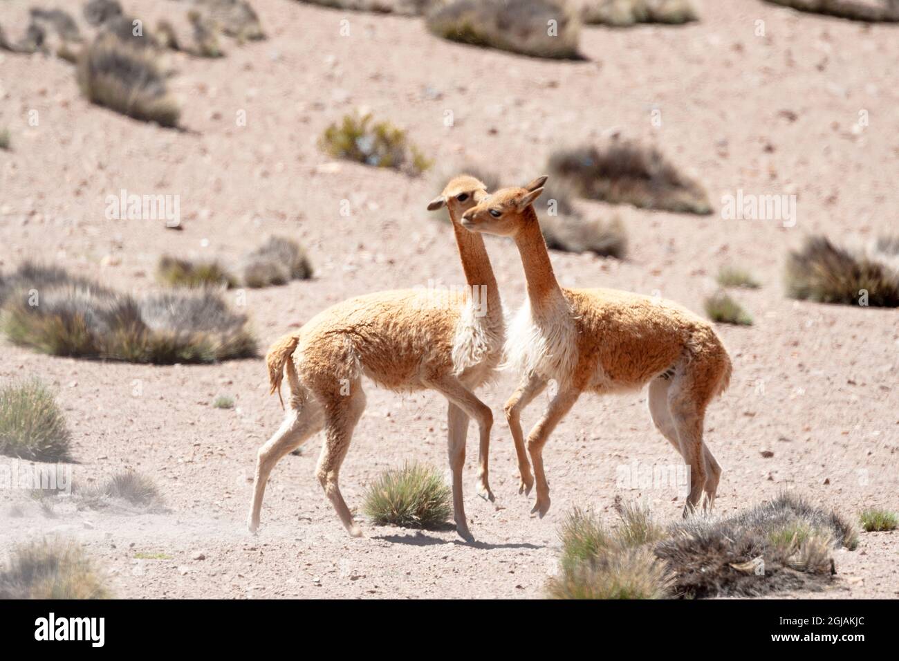 Chile, Lauca National Park, vicuna. Two vicunas joust for dominance ...