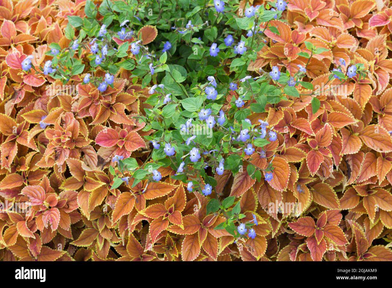 Rustic orange coleus in a flower bed mixed in with blue flowers Stock ...