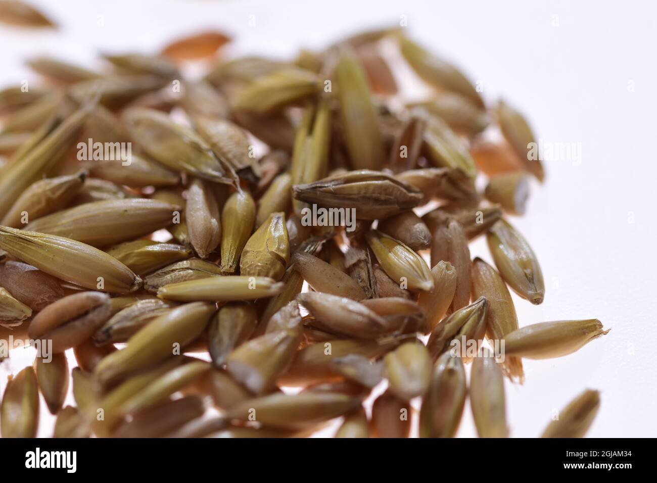 Grains of various cereals in close-up and magnification Stock Photo - Alamy