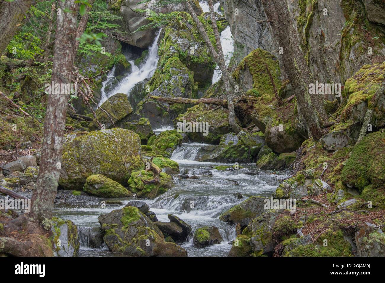 The Pingo River is located in this lush, rainforest area of Parc ...