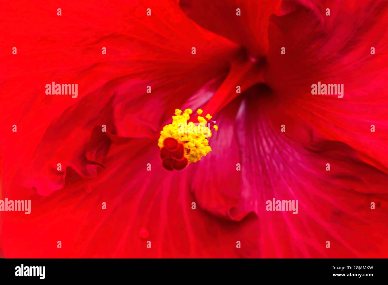 Red Painted Lady, Easter Island, Chile. Tropical hibiscus has many ...