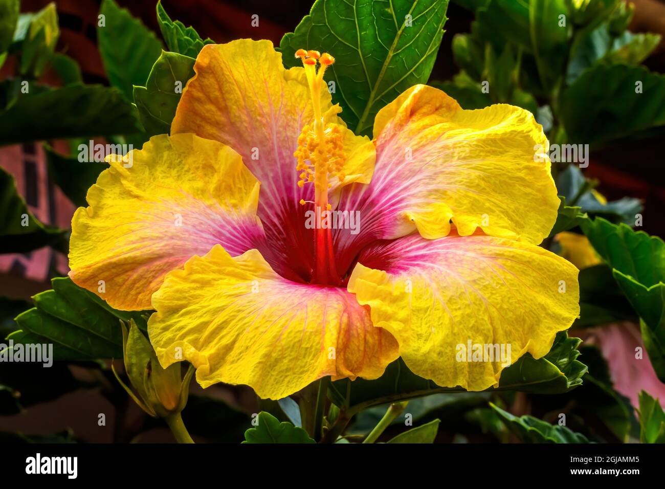 Red eye of Kali Tropical hibiscus flowers green leaves, Easter Island ...