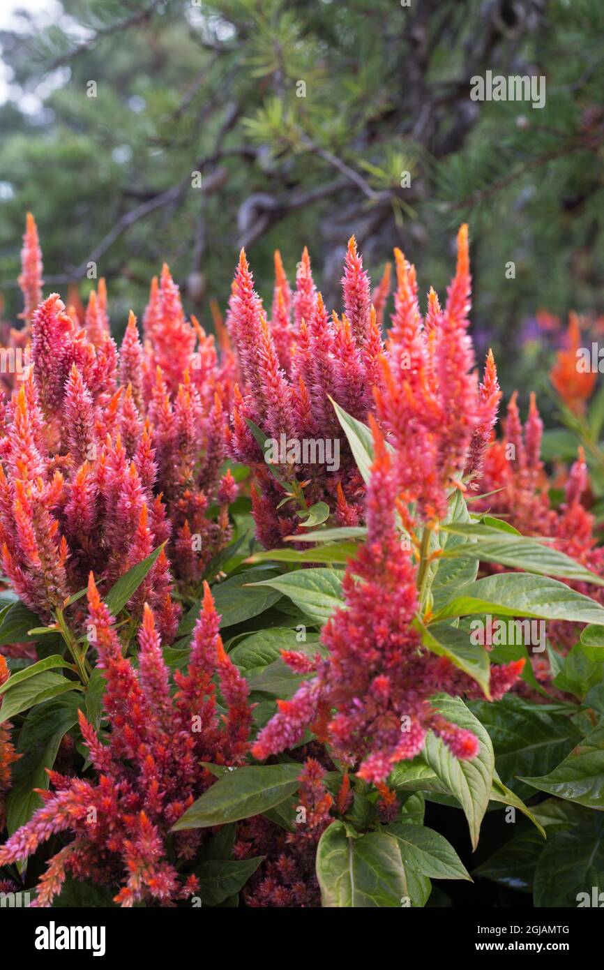 Celosia Plumosa Fresh Look Orange cockscomb Stock Photo - Alamy