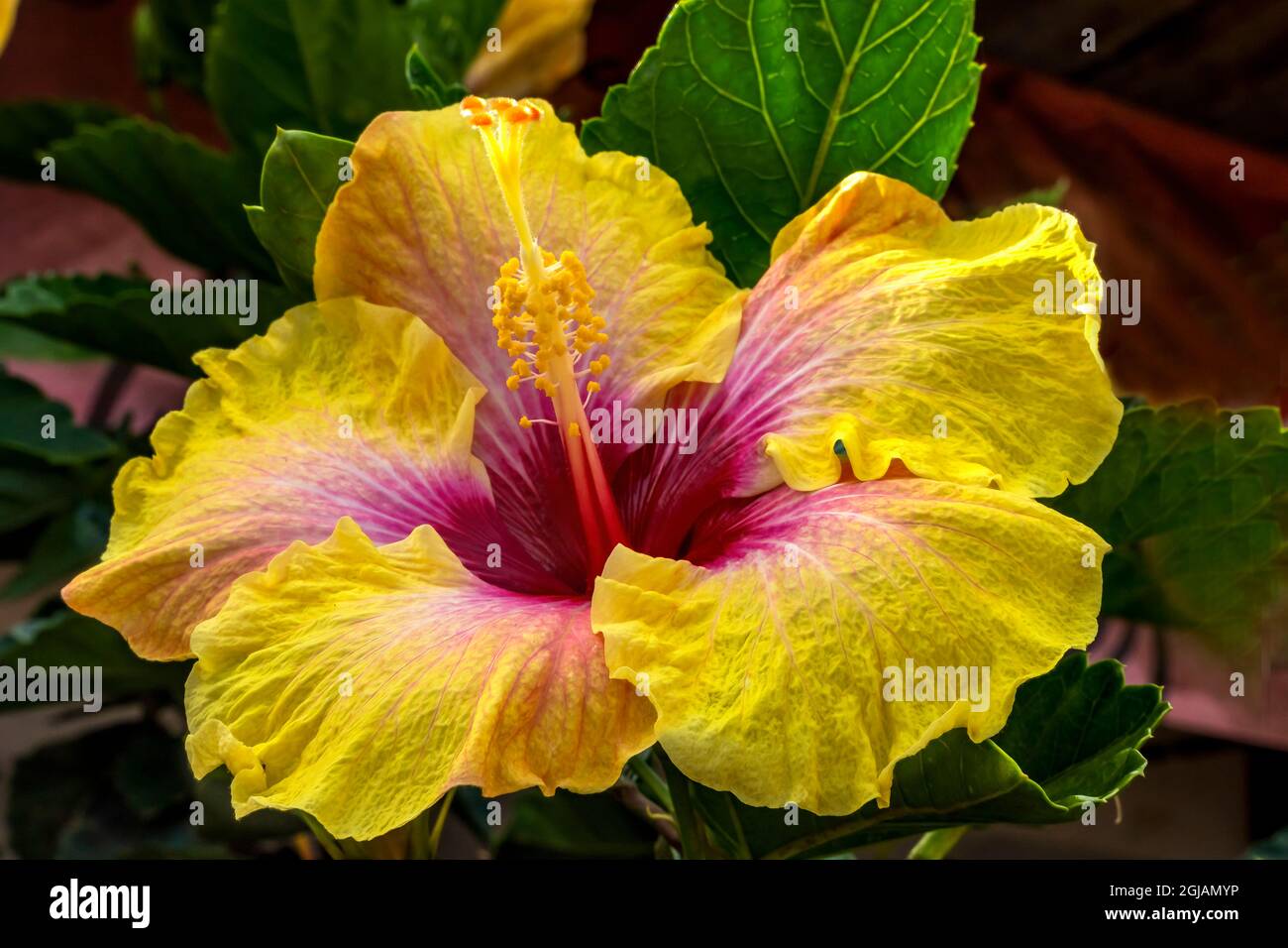 Golden yellow pink red Eye of Kali Tropical hibiscus flowers, Easter ...