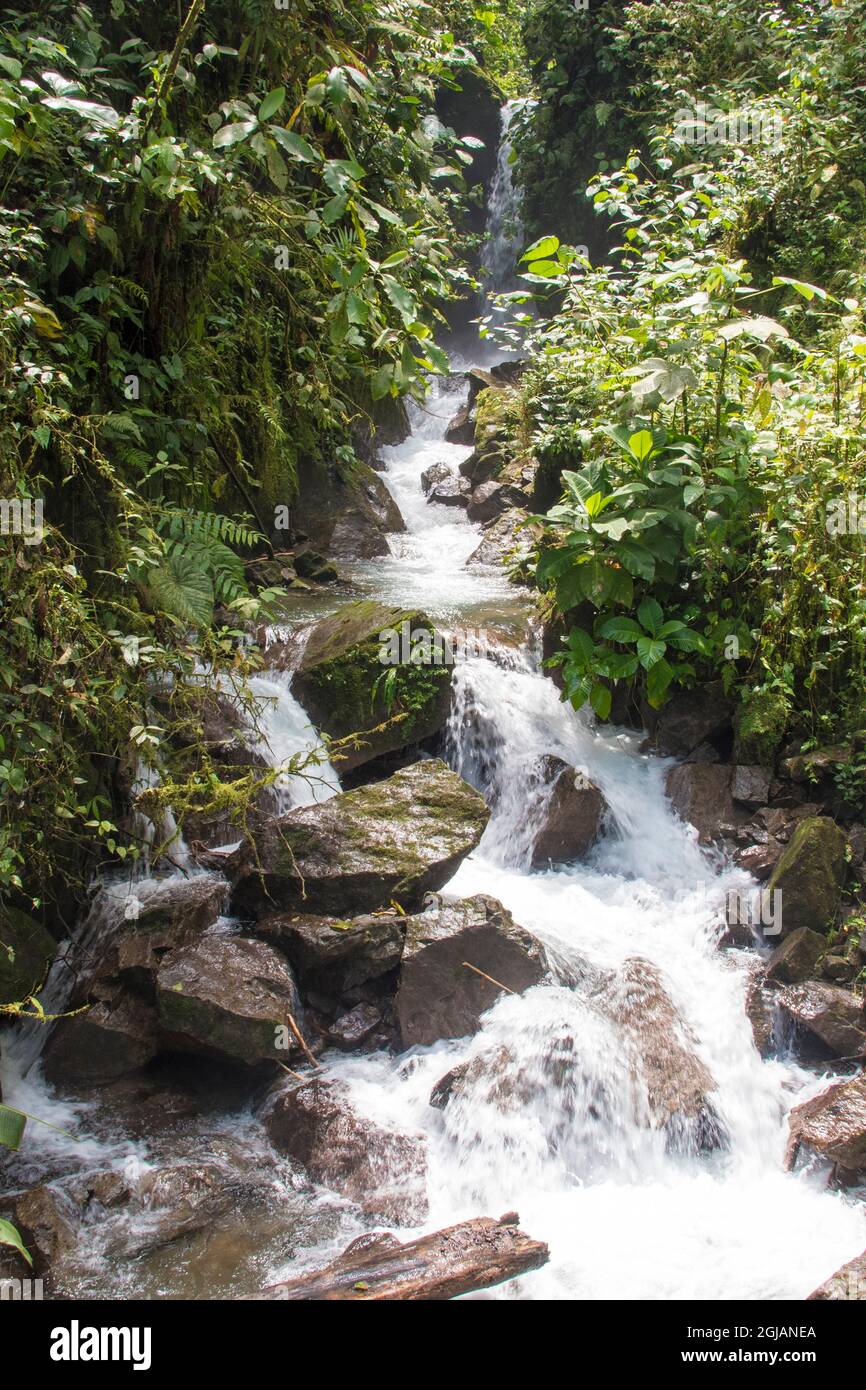 Ecuador, Mindo. Mindo Nambillo Cloud Forest Reserve waterfall Stock ...