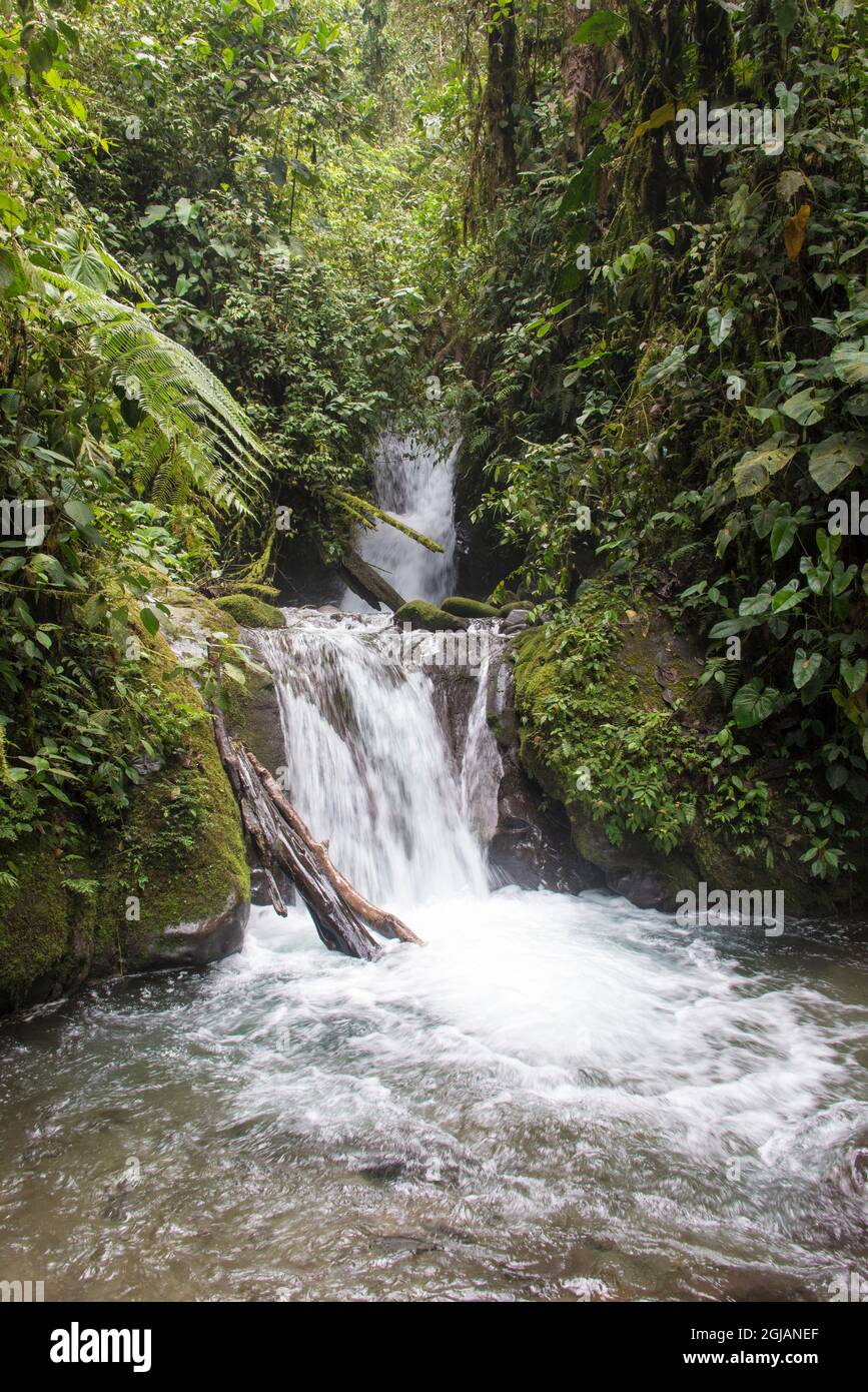 Ecuador, Mindo. Mindo Nambillo Cloud Forest Reserve waterfall Stock ...