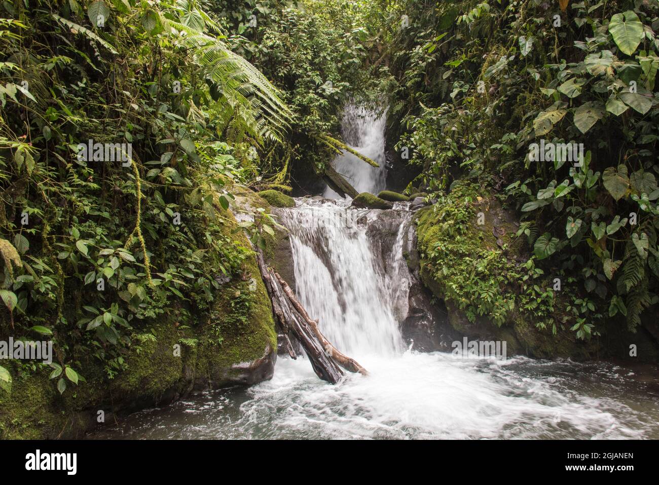 Ecuador, Mindo. Mindo Nambillo Cloud Forest Reserve waterfall Stock ...