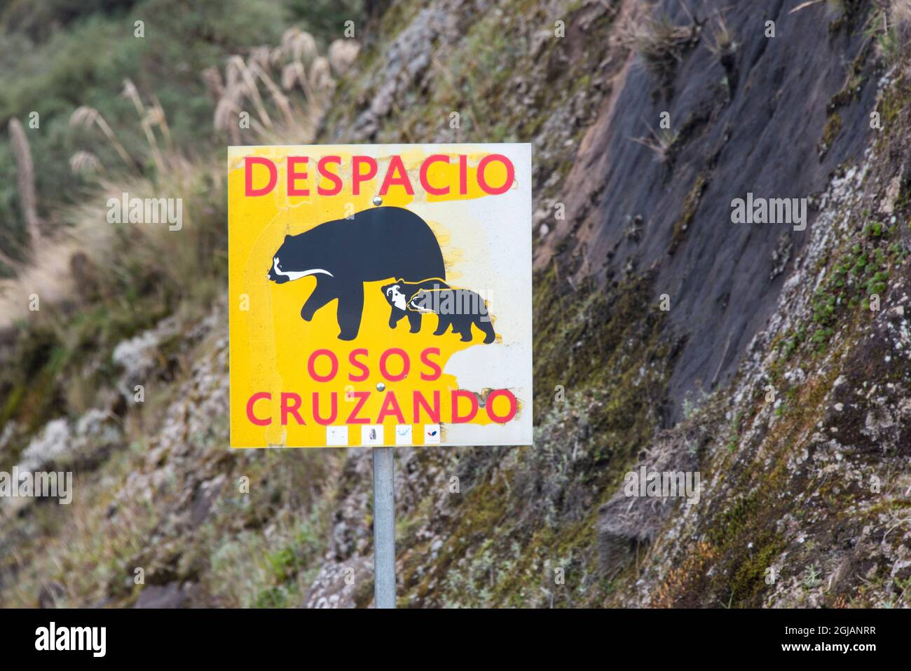 Ecuador, Inter Andean Valley Spectacled Bear also called Andean Bear ...