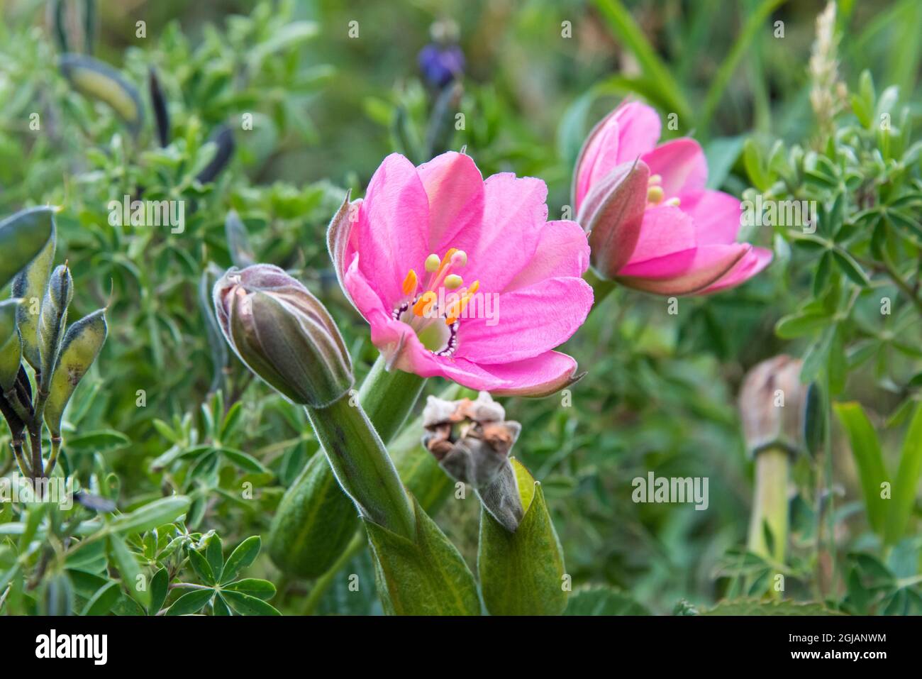 Ecuador. Passiflora mixta Cayambe Coca National Park Papallacta Stock ...