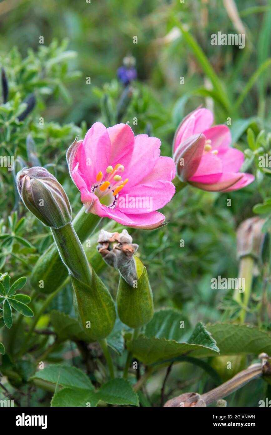 Cayambe Coca National Park High Resolution Stock Photography and Images ...