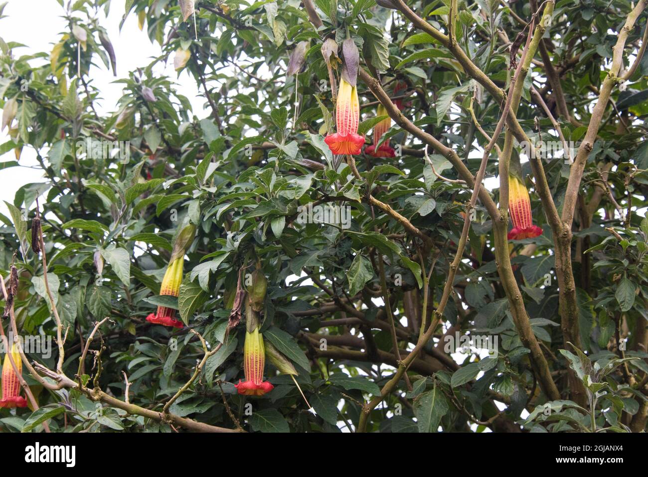 Ecuador. Poisonous Red Angels Trumpet Brugmansia. Pollinated by sword ...