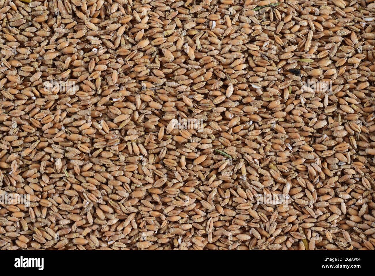 Grains of various cereals in close-up and magnification Stock Photo - Alamy