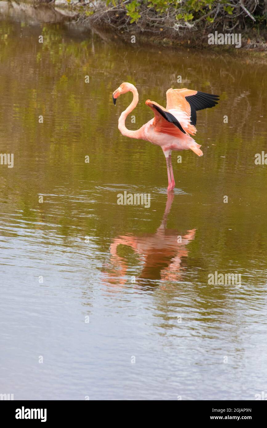 Ecuador, Galapagos Islands. Flamingo Poza Puerta del Jeli Lagoon ...