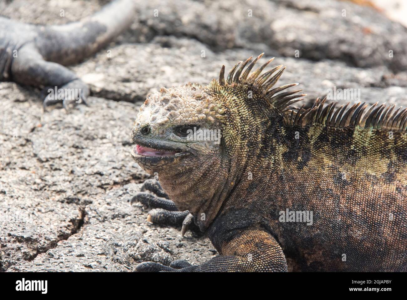 Ecuador, Galapagos Islands. Marine iguana appears to be laughing Stock ...