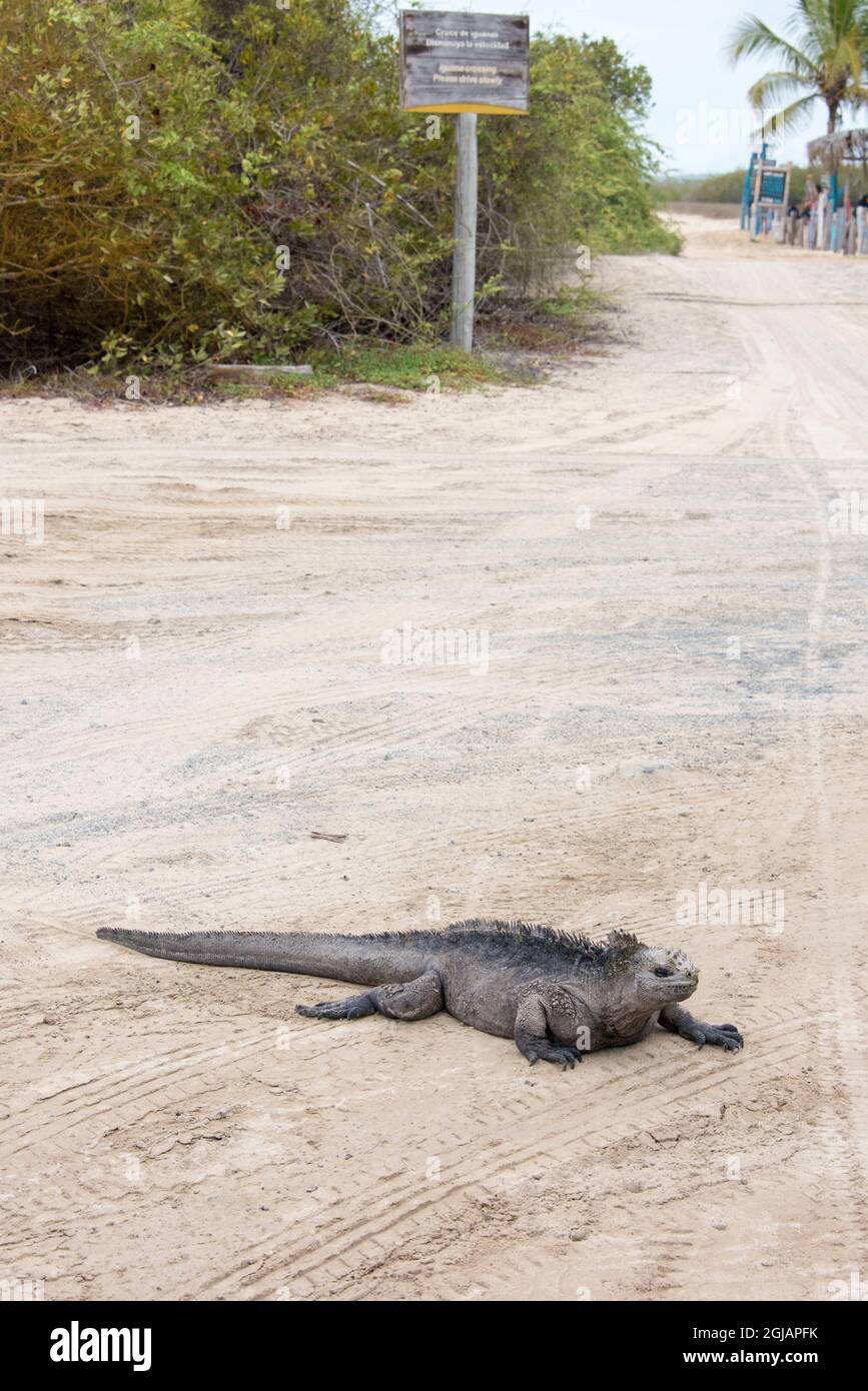 Ecuador, Galapagos Islands. Isabela Island Puerto Villamil. Caution ...