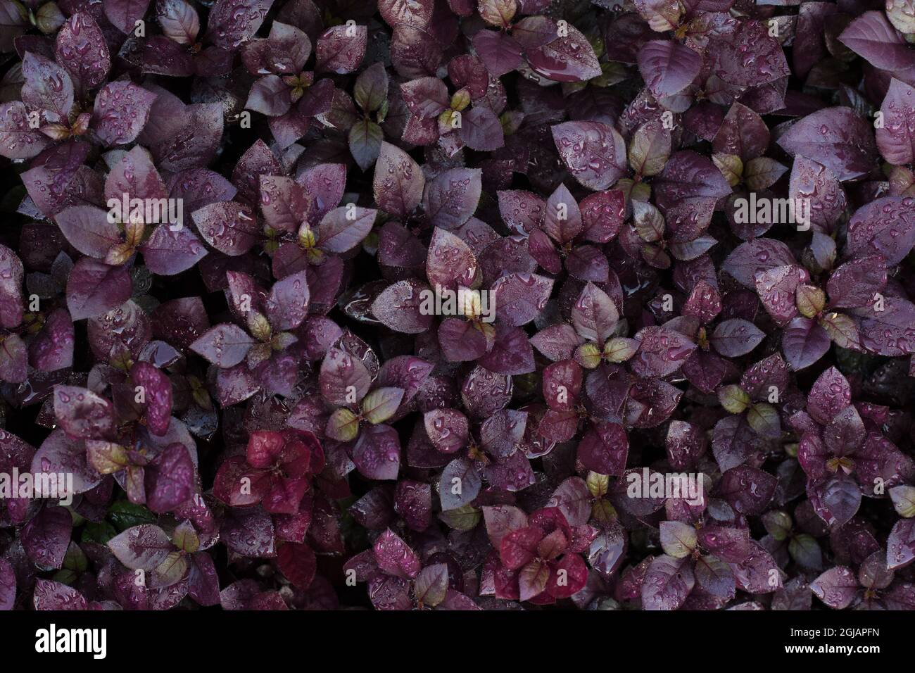 Alternanthera hi-res stock photography and images - Alamy