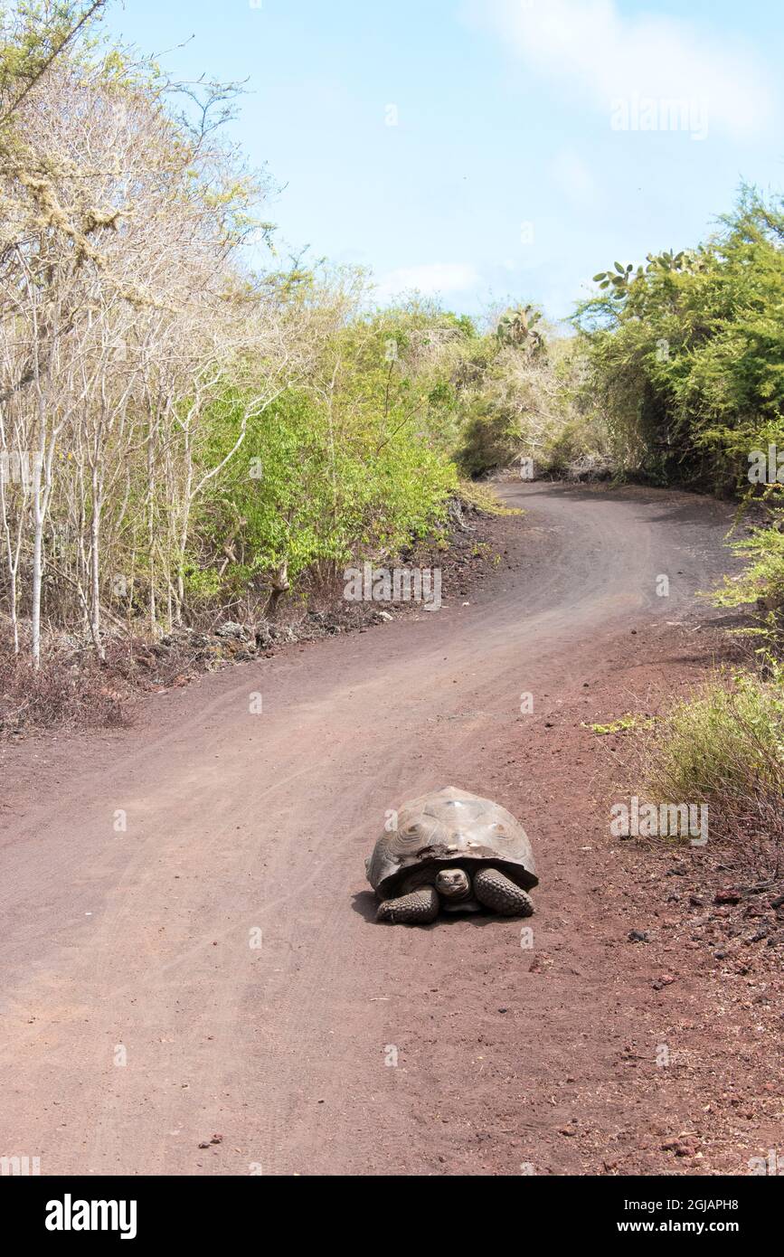 Ecuador, Isabela Island. Wild Galapagos giant tortoise Stock Photo - Alamy