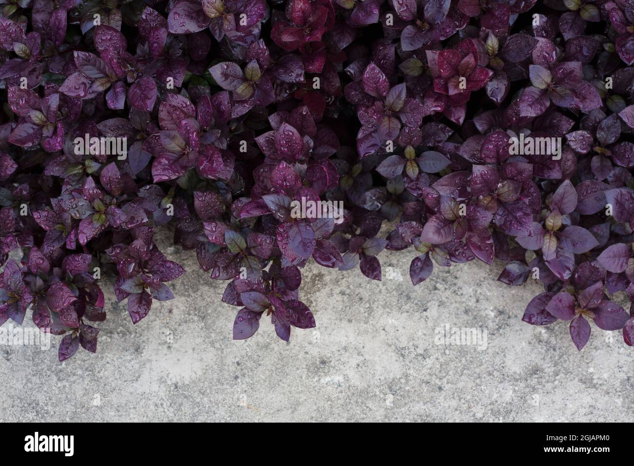 Alternanthera brasiliana 'Purple Prince' Stock Photo - Alamy