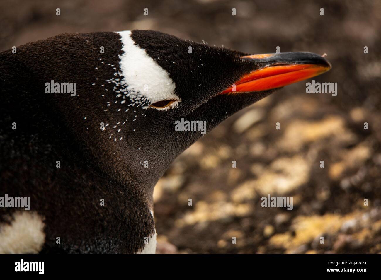 Penguin face hi-res stock photography and images - Alamy