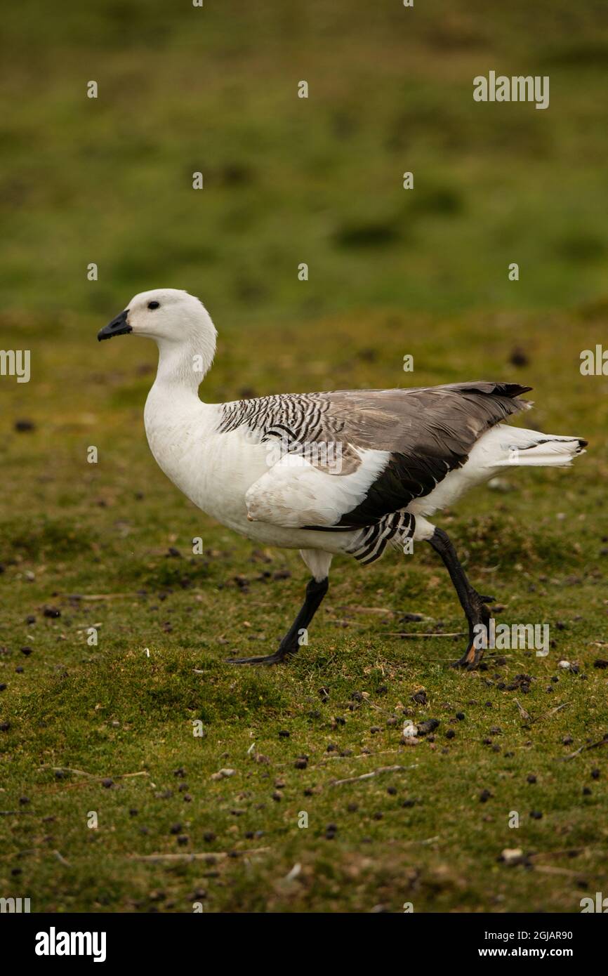 Falkland Island, Magellan goose Stock Photo - Alamy