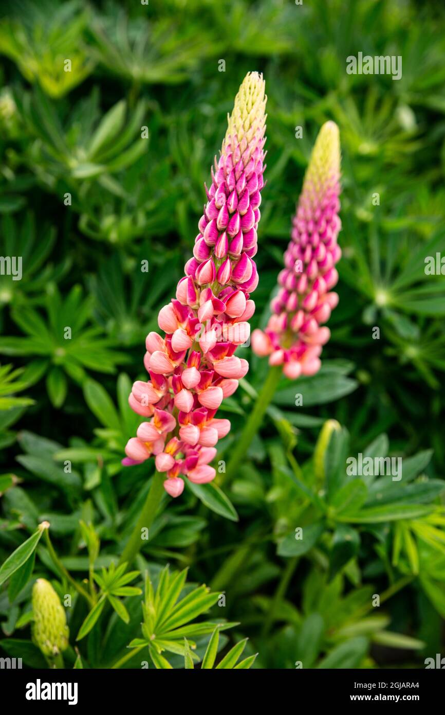 Port lupin hi-res stock photography and images - Alamy