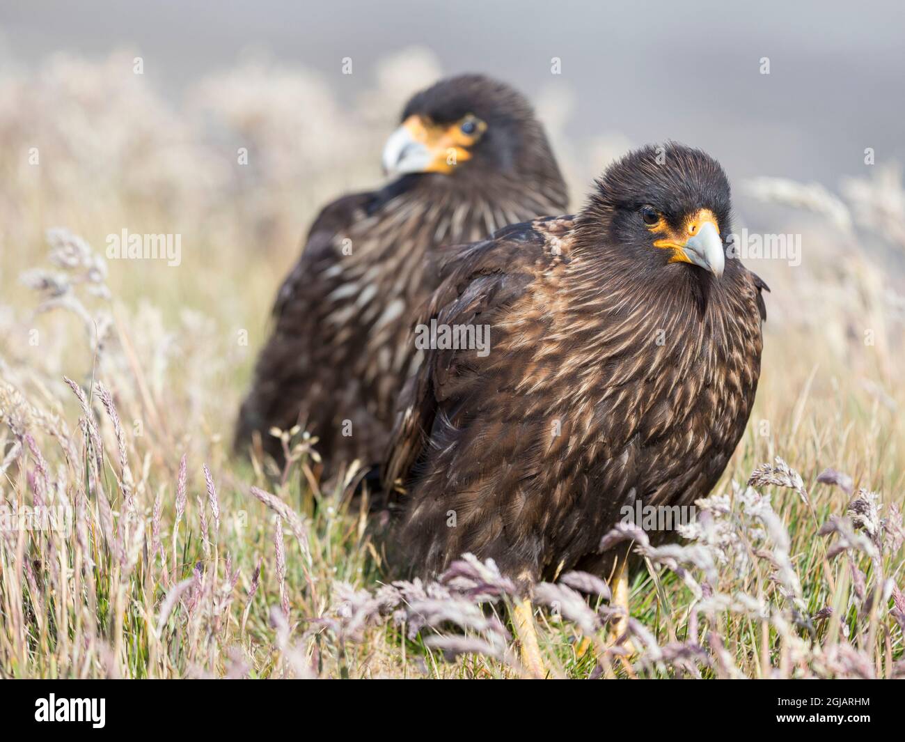 Adult with typical yellow skin in face. Striated Caracara or Johnny ...