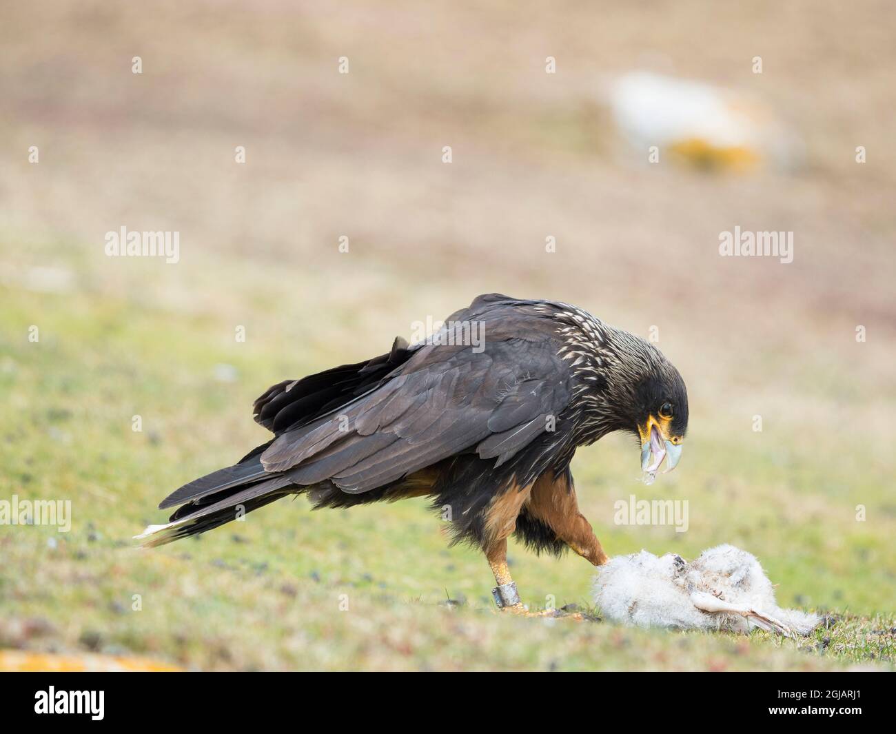 Adult with typical yellow skin in face. Striated Caracara or Johnny ...