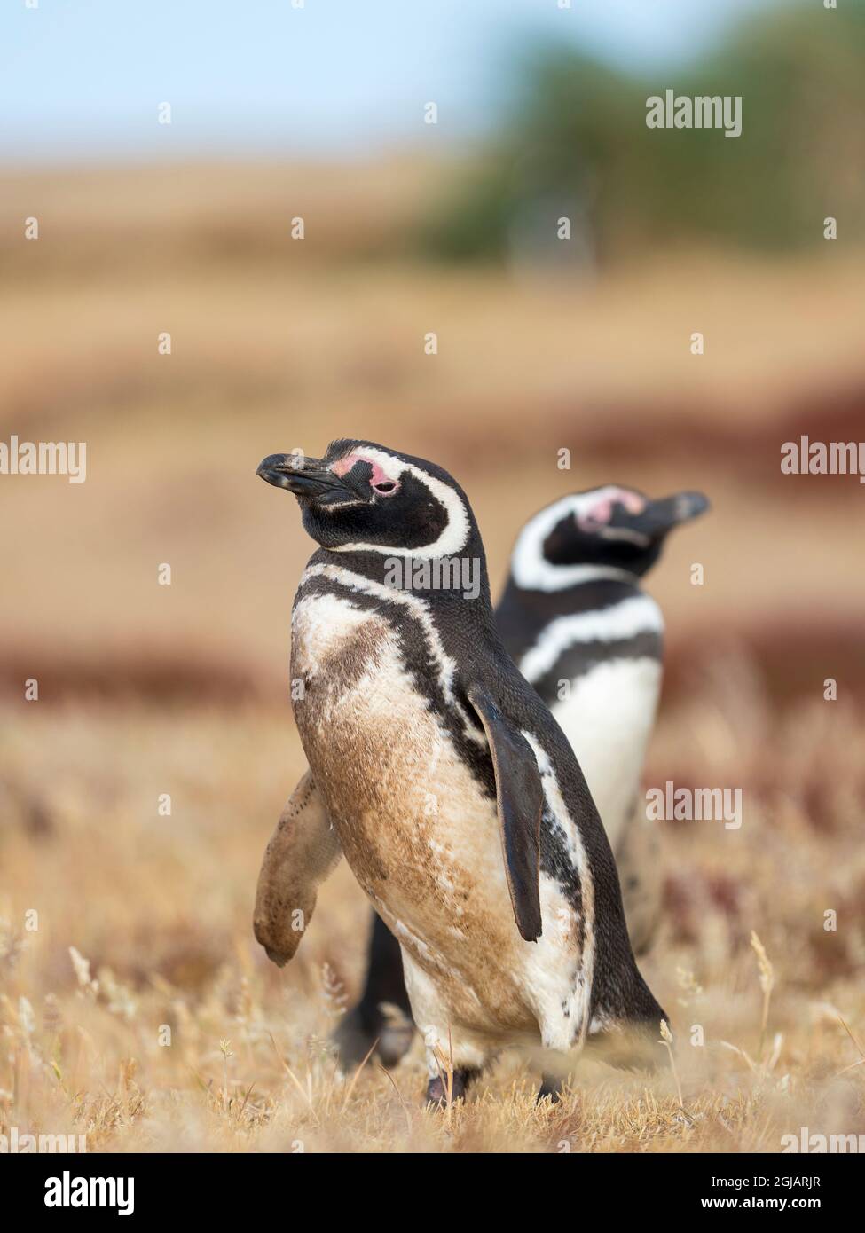 Magellanic Penguin, Falkland Islands Stock Photo - Alamy