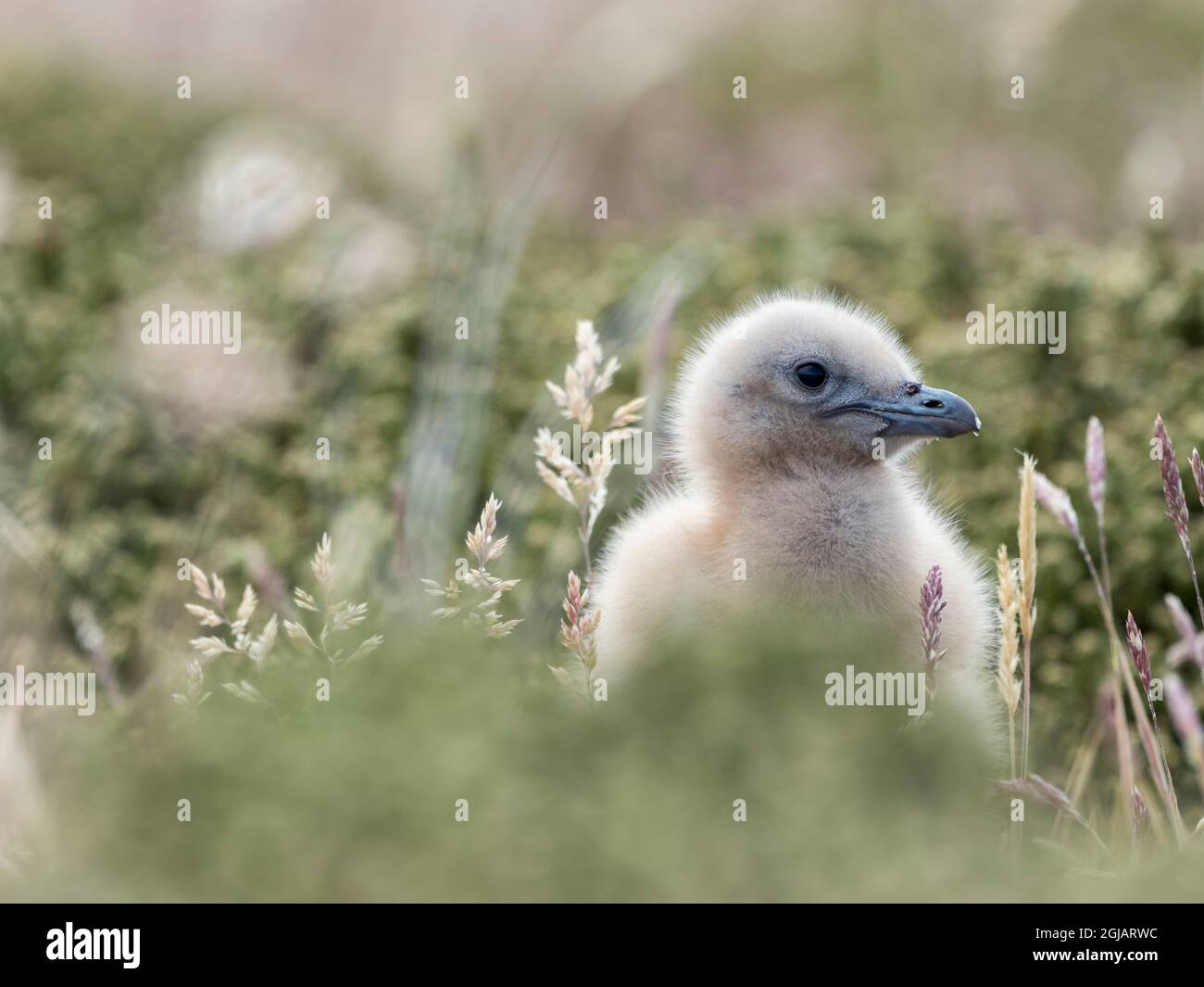 Falkland skua or brown skua chick. They are the great skua of the ...