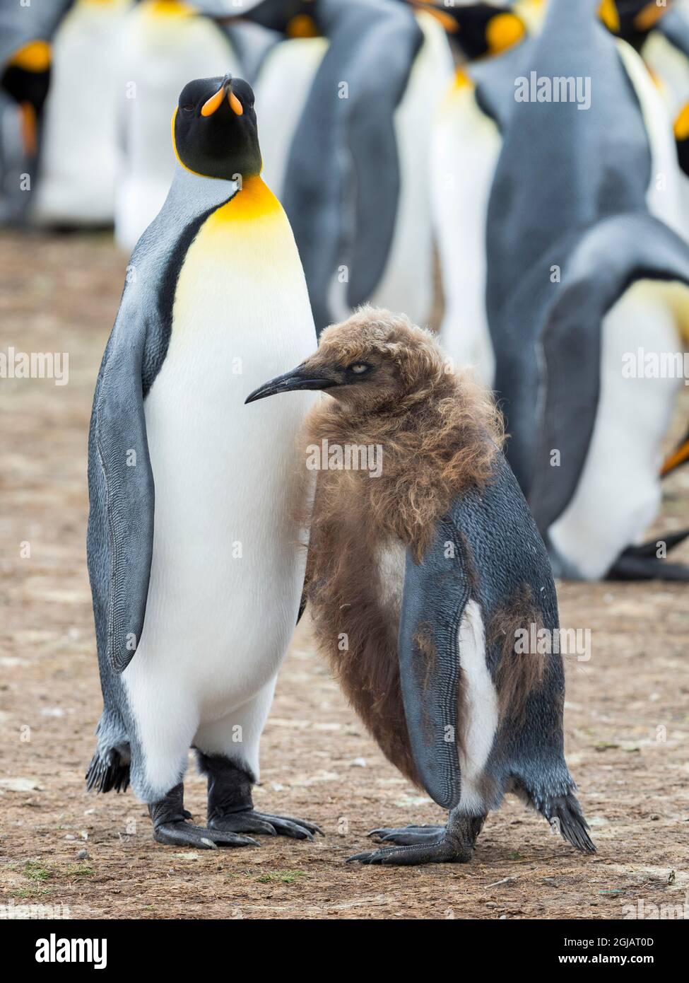 Feeding on a penguin chick hi-res stock photography and images - Alamy