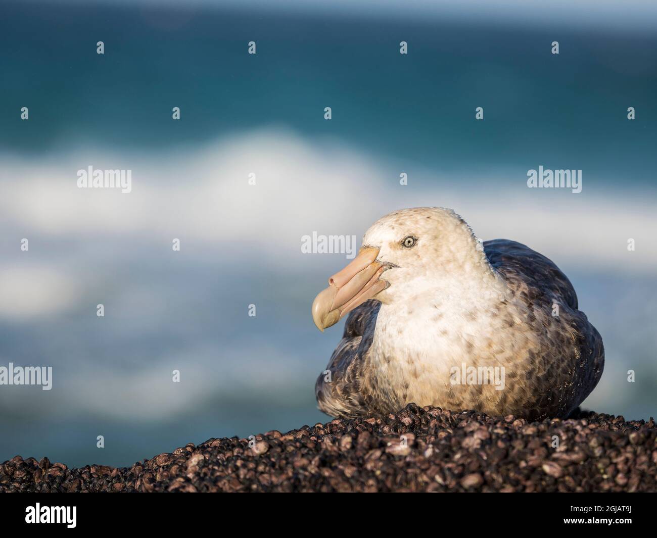 Southern giant petrel sitting hi-res stock photography and images - Alamy