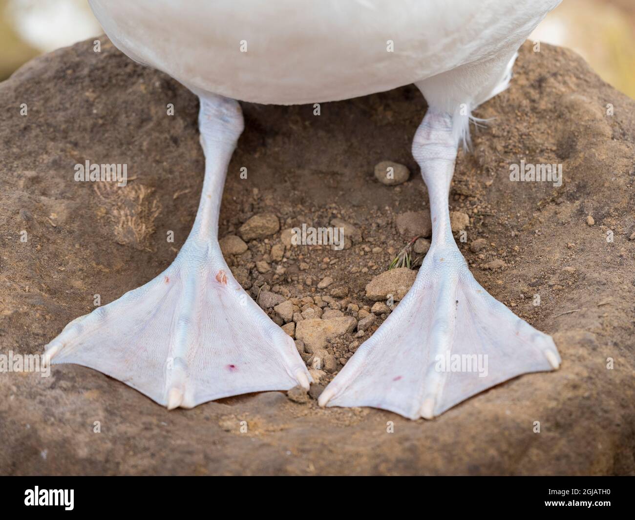 Webbed feet of black-browed albatross, Falkland Islands Stock Photo - Alamy