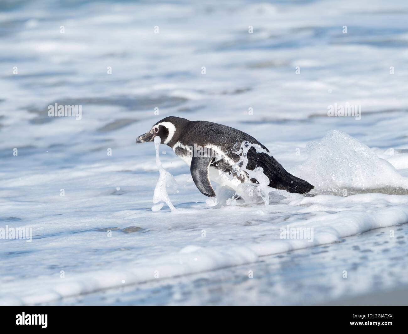 Magellanic Penguin