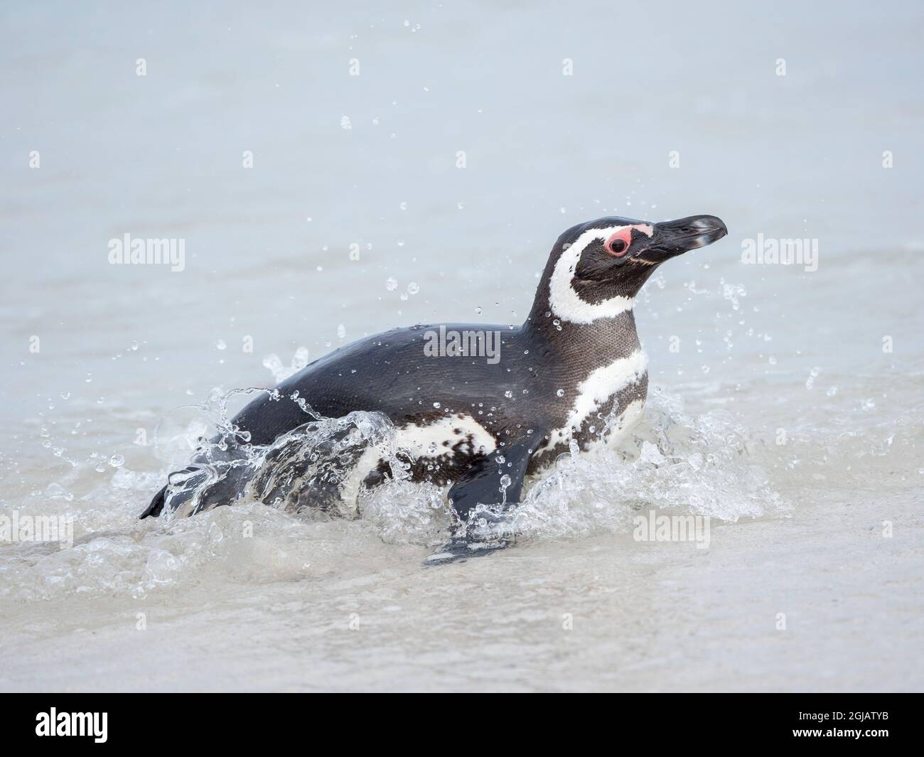 Magellanic Penguin, Falkland Islands Stock Photo - Alamy