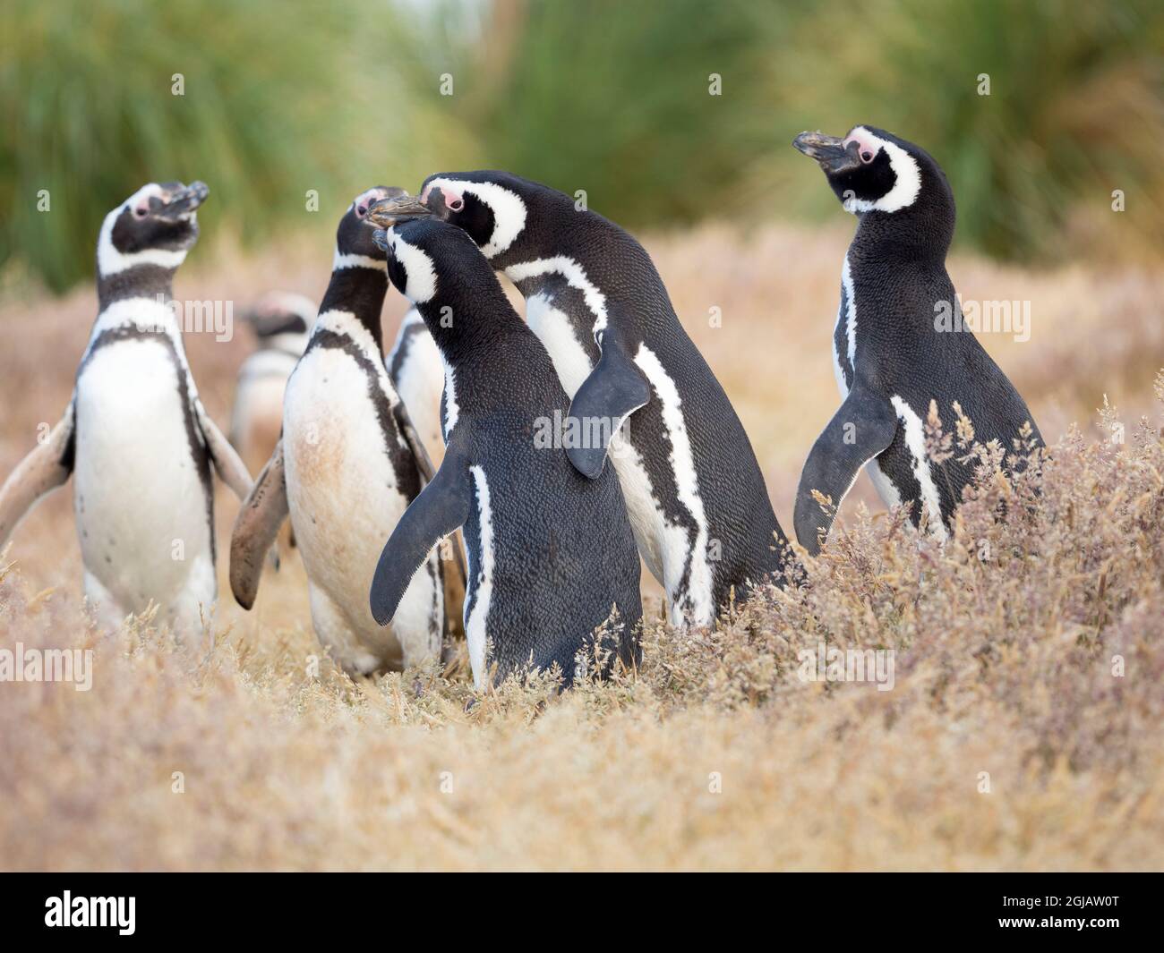 Magellanic Penguin social interaction and behavior in a group, Falkland ...