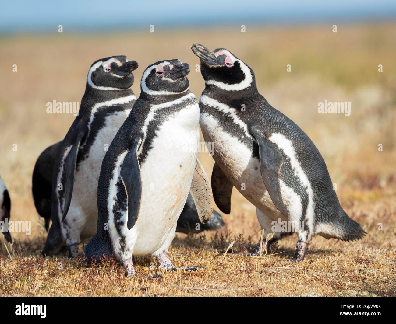 Magellanic Penguin social interaction and behavior in a group, Falkland ...