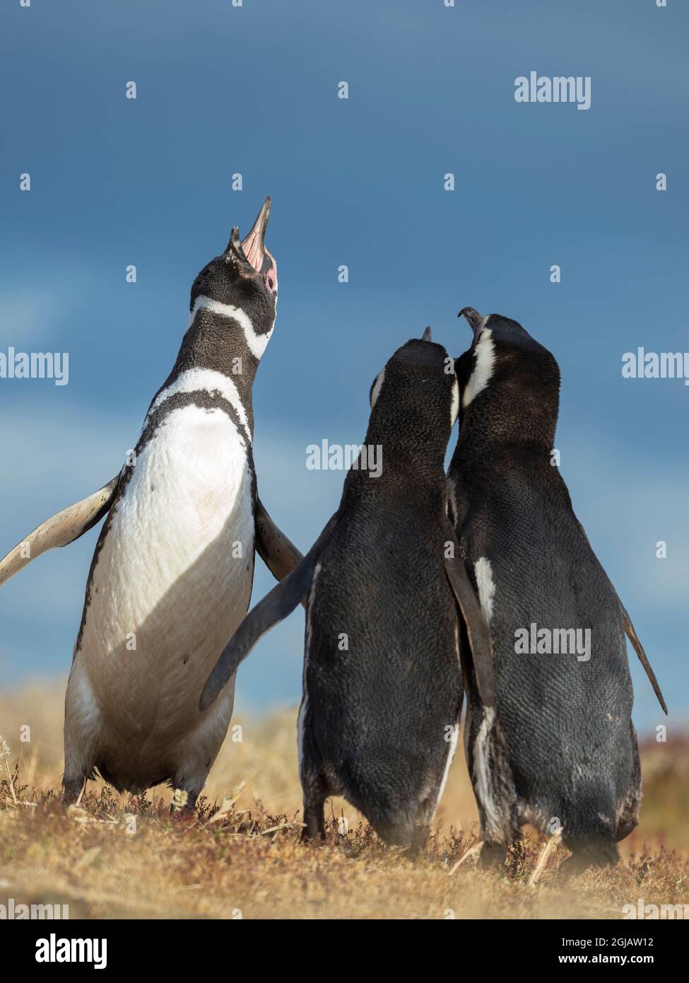 Magellanic Penguin social interaction and behavior in a group, Falkland ...