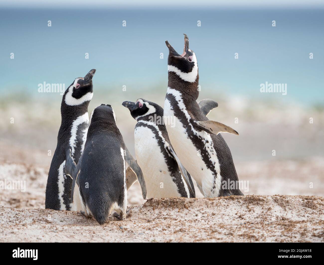 Social Penguins