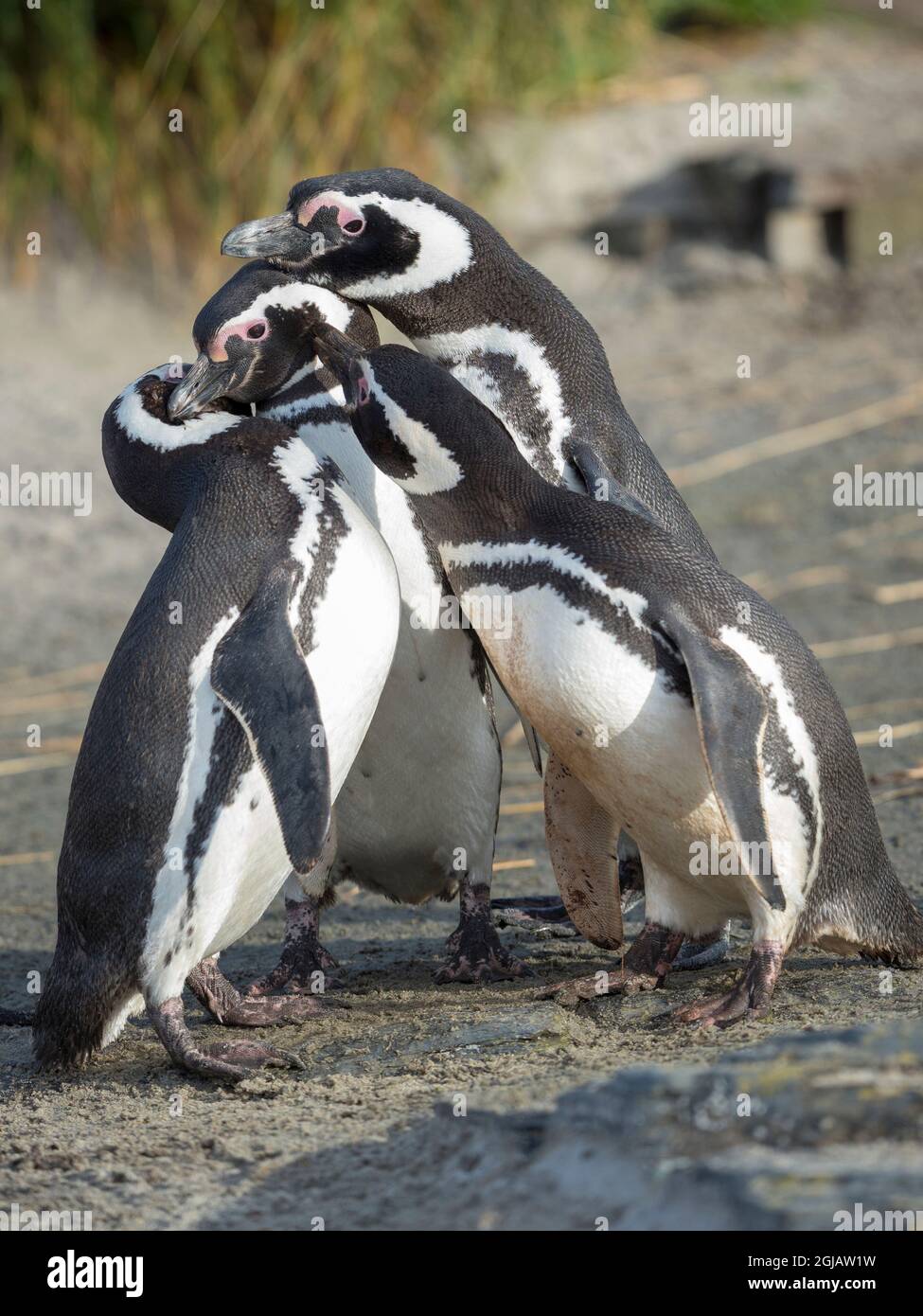 Social interaction hi-res stock photography and images - Alamy