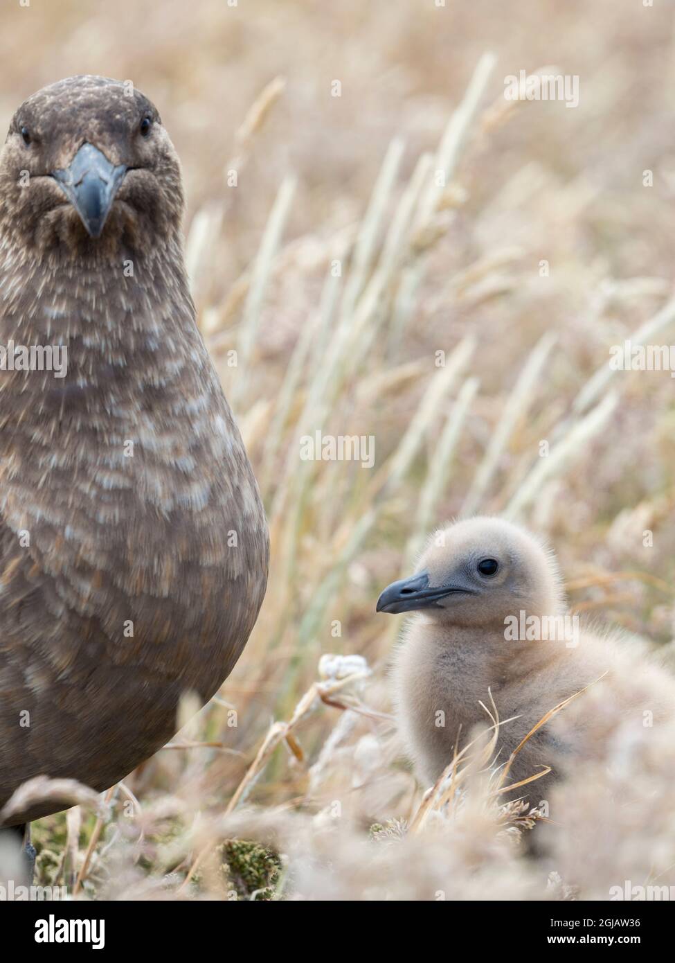 Brown skua chick hi-res stock photography and images - Alamy
