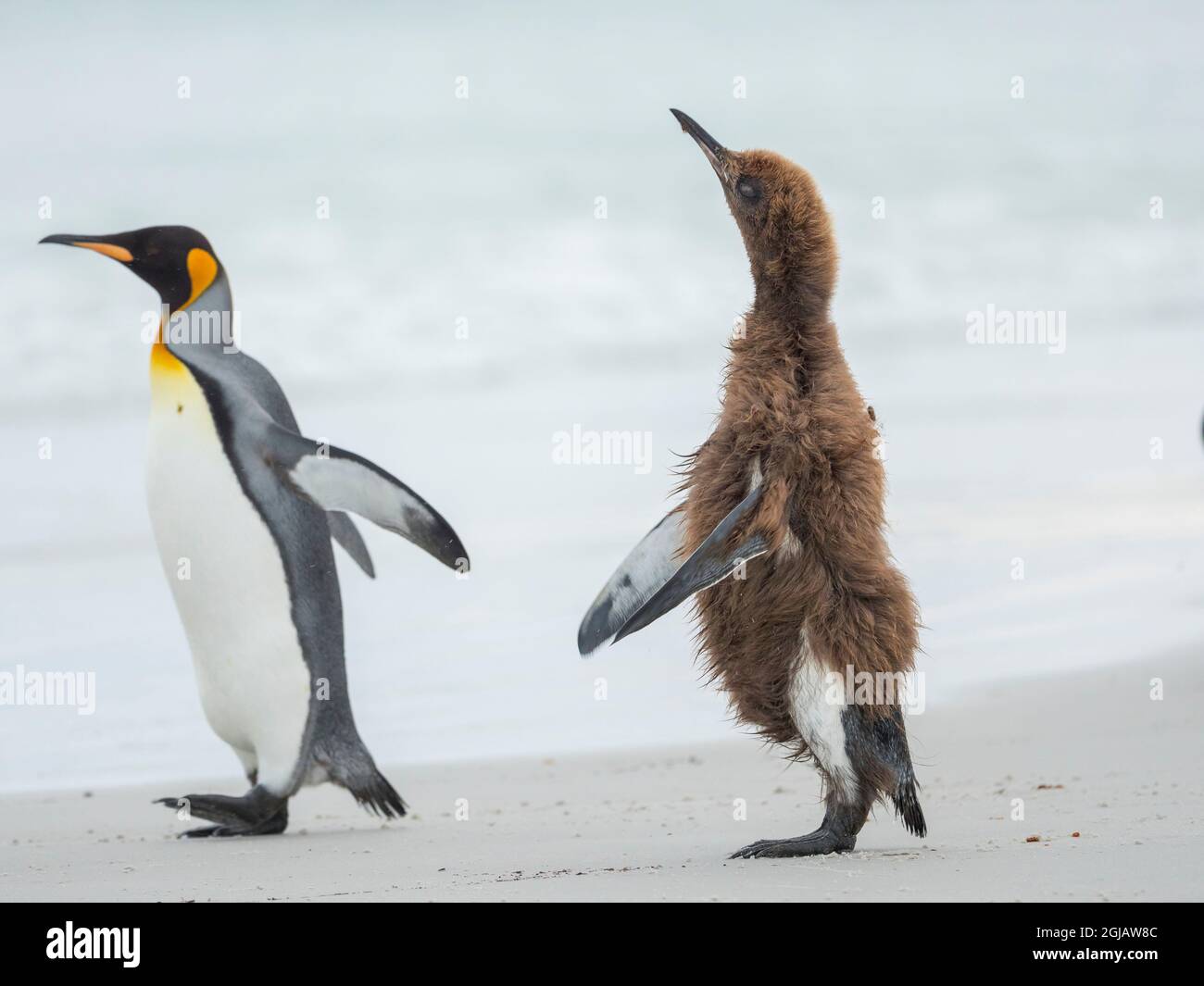 King Penguin chick with brown plumage, Falkland Islands Stock Photo - Alamy