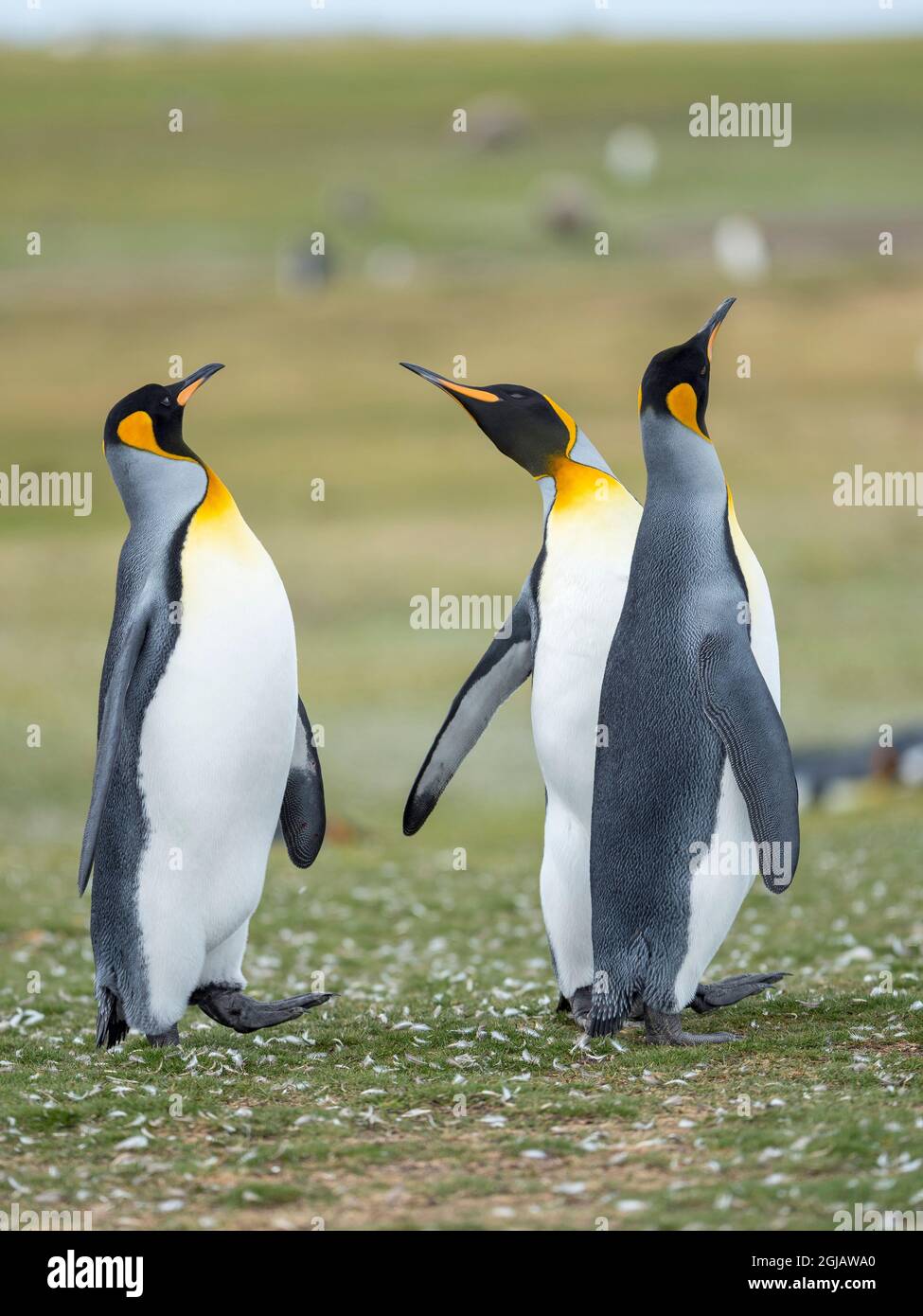 Penguin courtship hi-res stock photography and images - Alamy