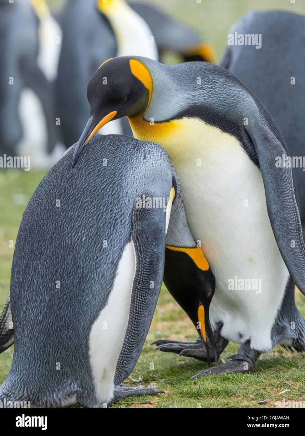 King Penguin courtship display, Falkland Islands Stock Photo - Alamy