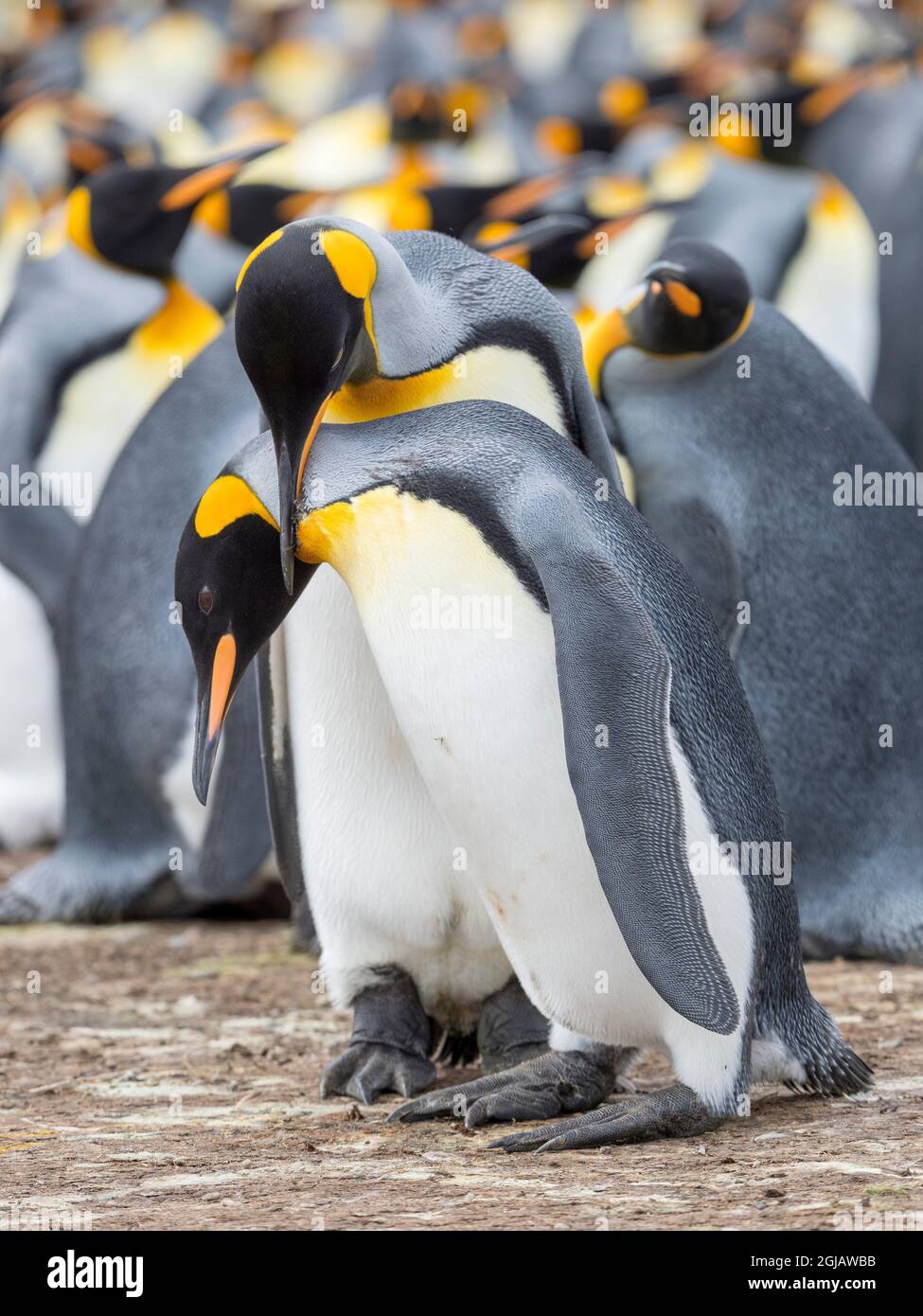 Penguin courtship hi-res stock photography and images - Alamy