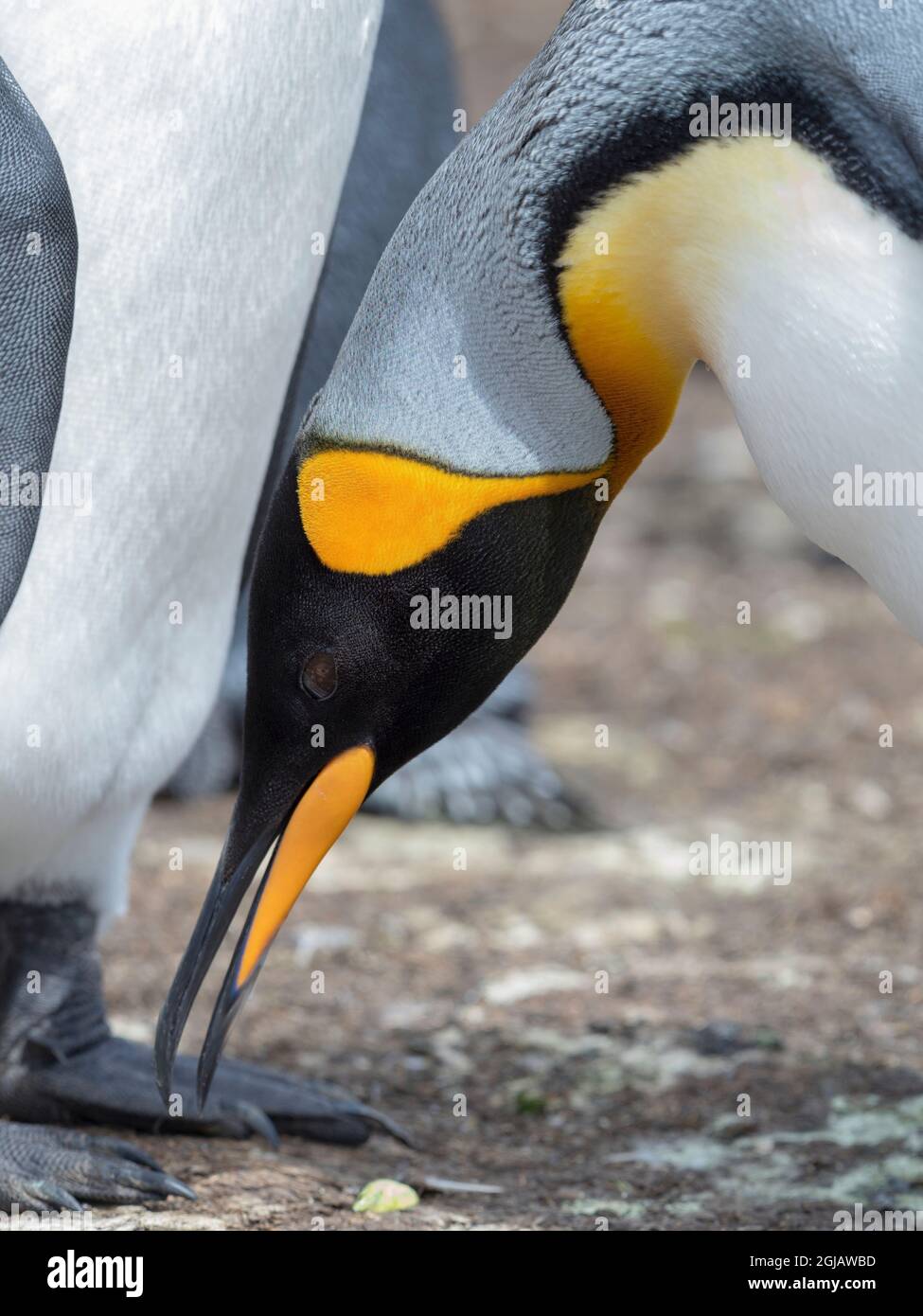 King Penguin courtship display, Falkland Islands Stock Photo - Alamy