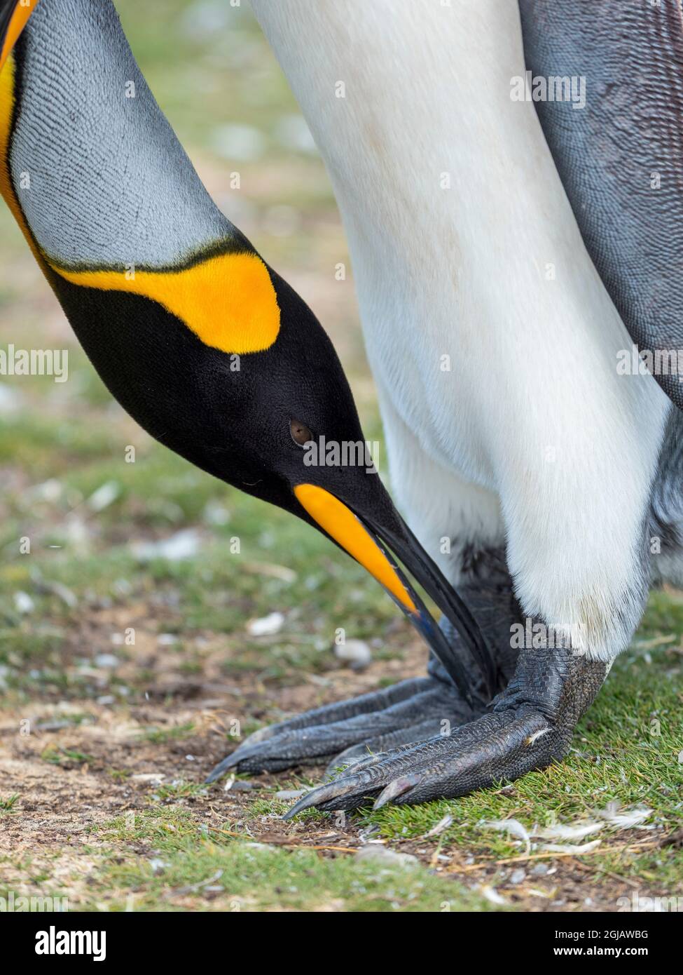King Penguin courtship display, Falkland Islands Stock Photo - Alamy