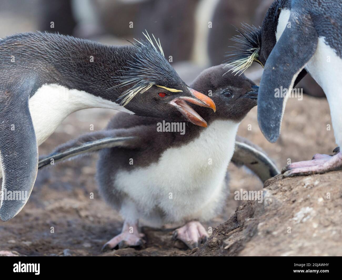 Chick with adult on Bleaker Island. Rockhopper Penguin, subspecies ...