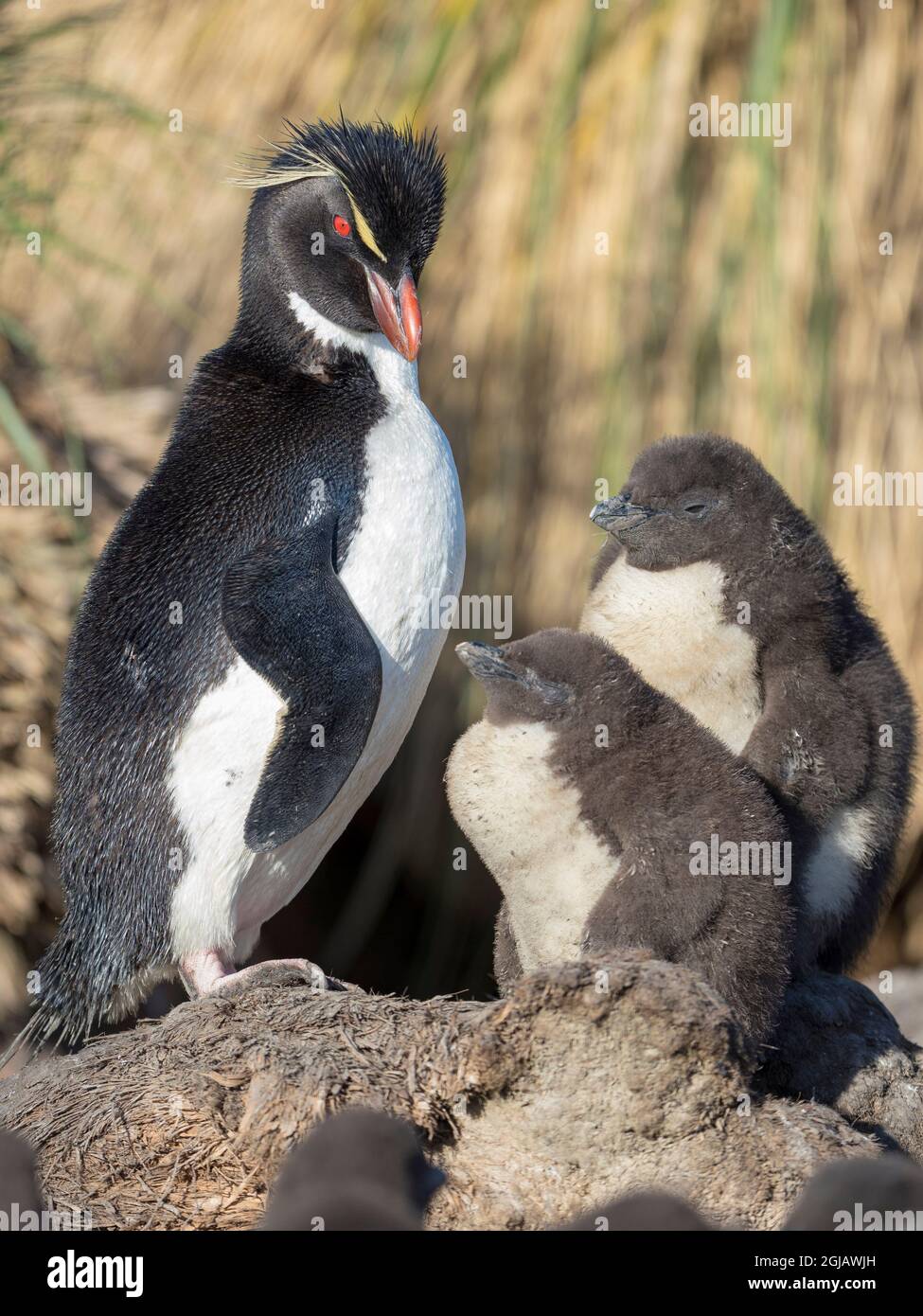 Chick with adult on Bleaker Island. Rockhopper Penguin, subspecies ...